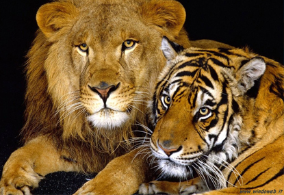 Scoperto il Dna dei grandi felini